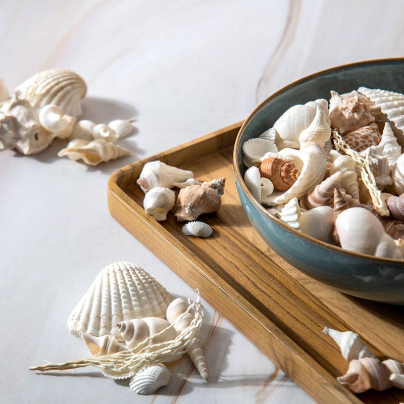 ESQ Living Decorative Sea Shells - Brown & White | Modern Quests